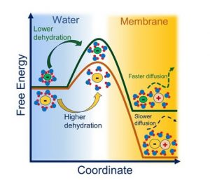 Activation behavior for ion permeation in ion-exchange membranes: Role ...